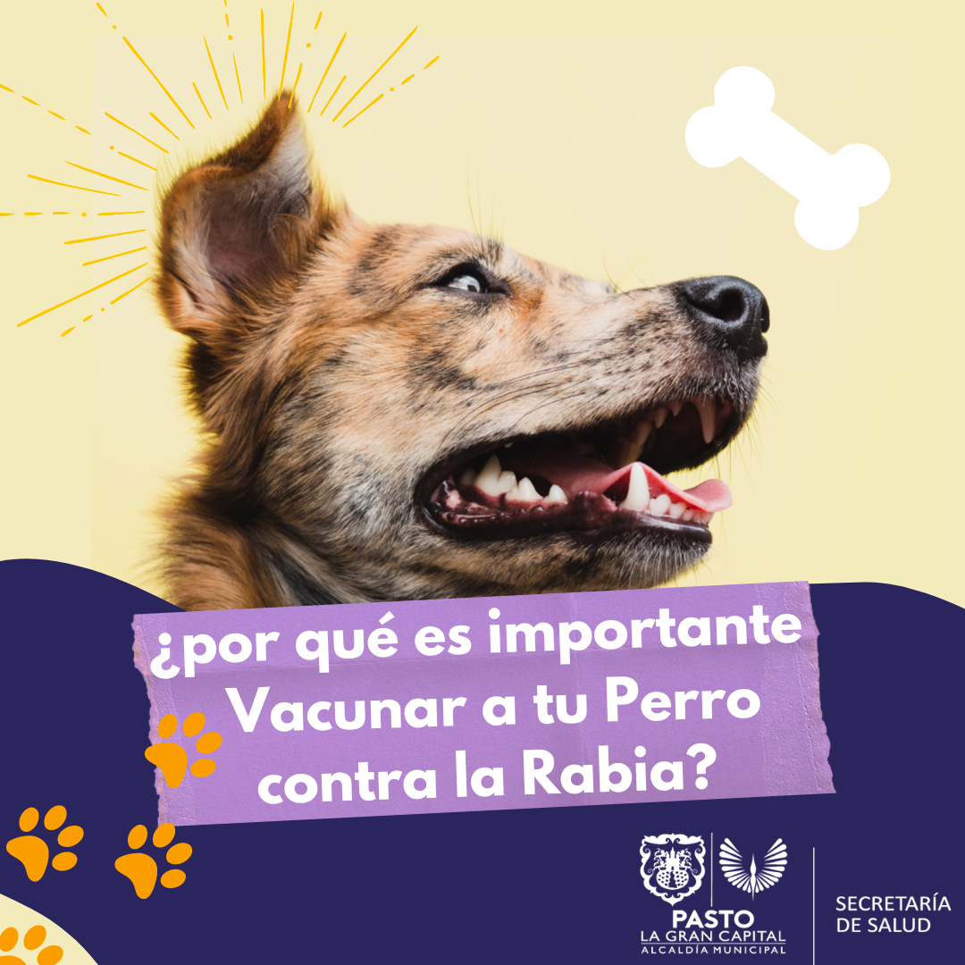 Qué Hace La Vacuna Contra La Rabia En Los Perros